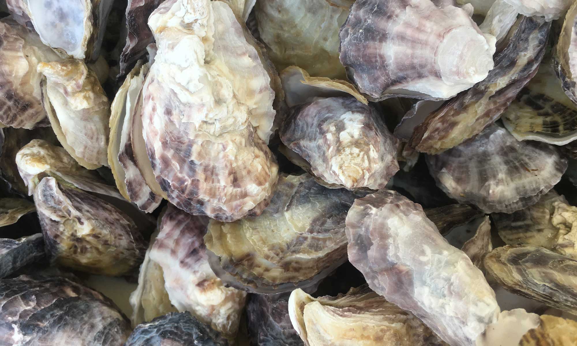 Download "Vision for Pohakea" report - Maui Nui Marine Resource Council