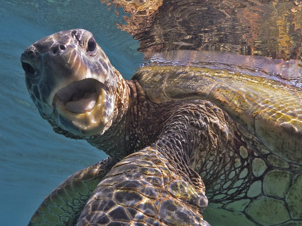 Best places to view sea turtles on Maui - Maui Nui Marine Resource Council