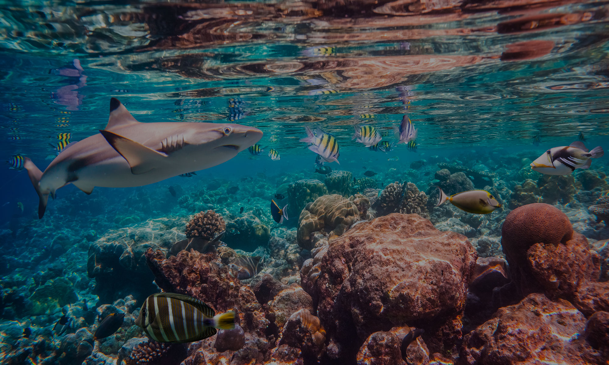 Fish ID Video - Maui Nui Marine Resource Council