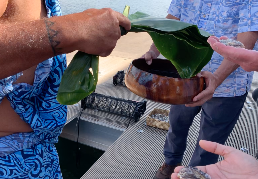 Oyster Pilot Project Launched in Māʻalaea Bay; Will Test Viability of ...