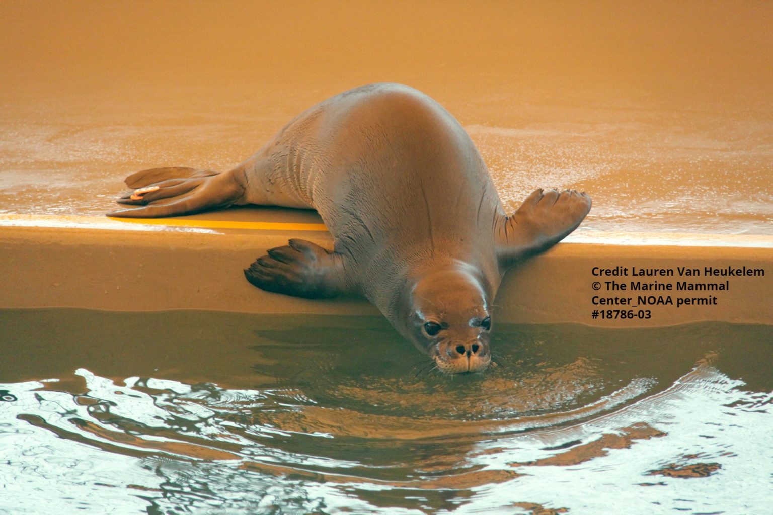 Free Presentation “Saving a Species: "Rehabilitation as a Conservation ...