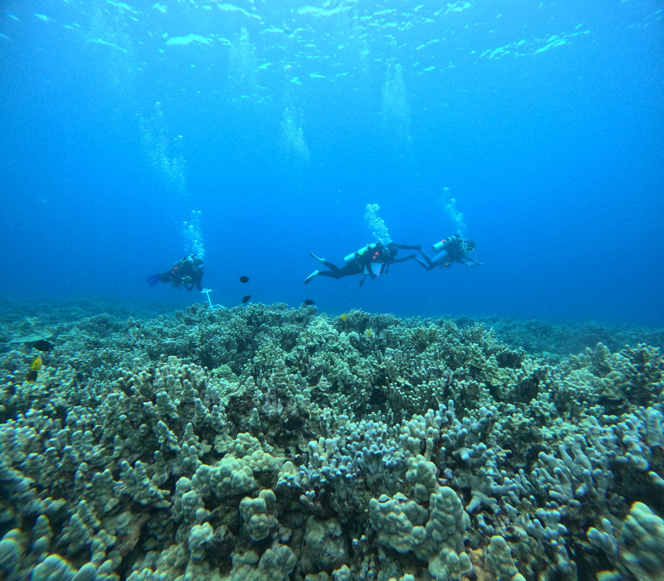 Help Protect Maui's Reefs - Maui Nui Marine Resource Council