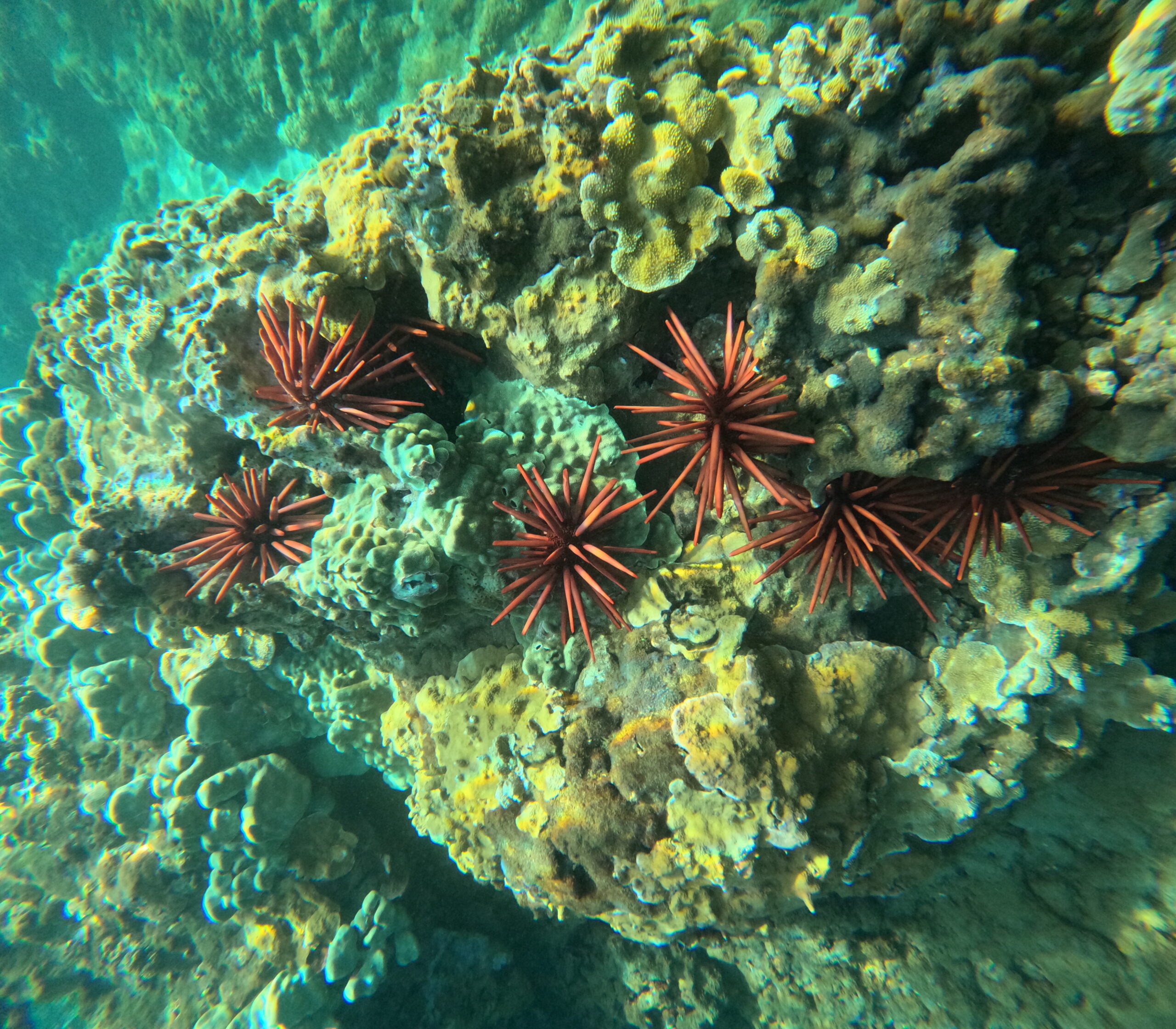 Renew Your Support for Maui's Reefs - Maui Nui Marine Resource Council